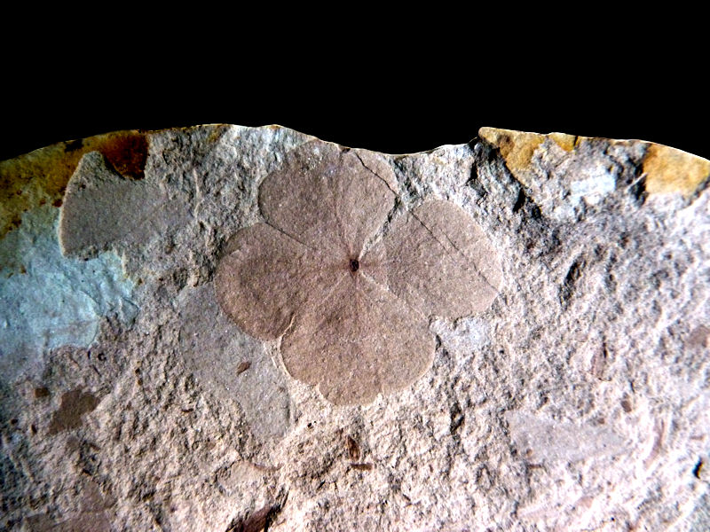 hydrangea – Gegroet o kruis, onze enige hoop